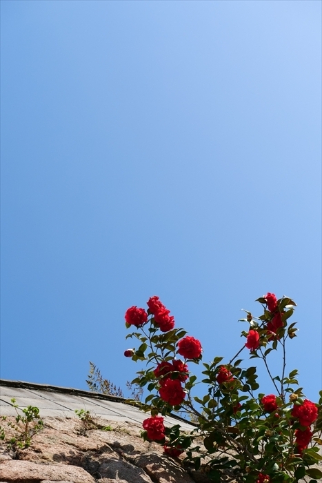 最後のズッキーニで夏野菜植付け完了しました！！: IXY-nob