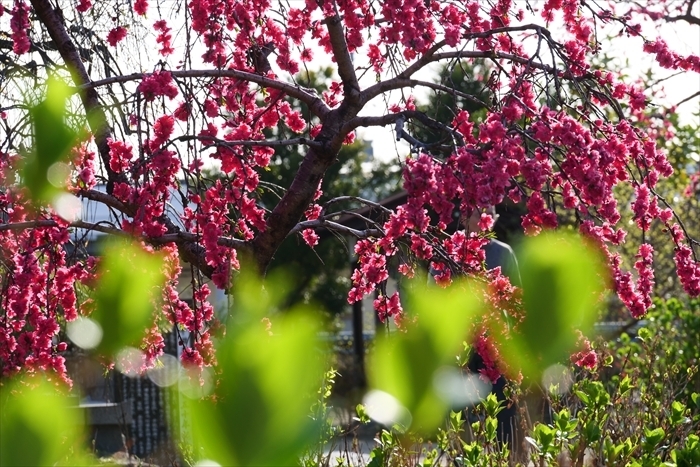 最後のズッキーニで夏野菜植付け完了しました！！: IXY-nob