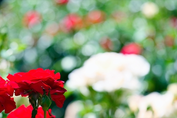 ラグビー日本代表、ウェールズ代表を撃破！！: IXY-nob