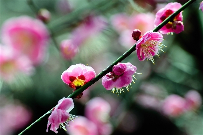 まずは今年第一弾の夏野菜を植え付けました！！: IXY-nob