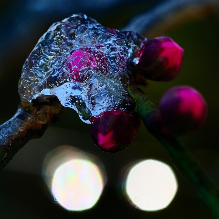 噺家生活50周年記念「桂文之助独演会」は極上すぎて酔いました！！: IXY-nob