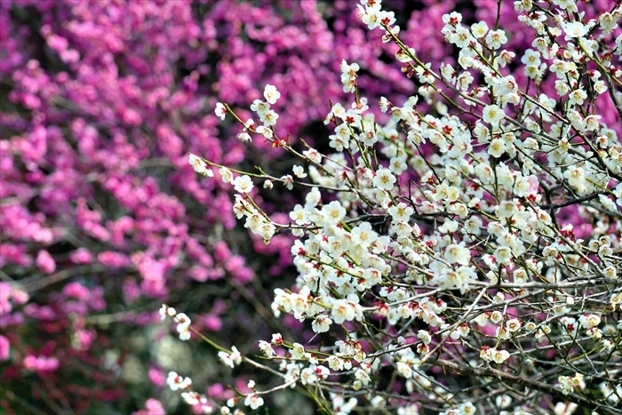 ラグビー近鉄ライナーズ、ついに入替戦圏内に到達！！: IXY-nob