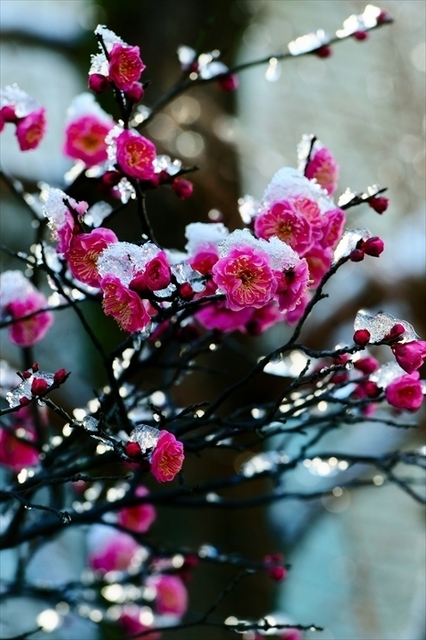 噺家生活50周年記念「桂文之助独演会」は極上すぎて酔いました！！: IXY-nob