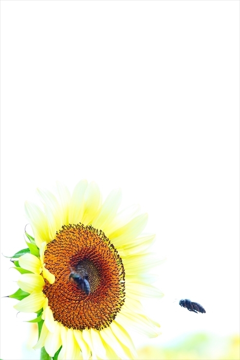 炎暑続きでもムズムズと撮影欲が湧いてしまいます！！: IXY-nob