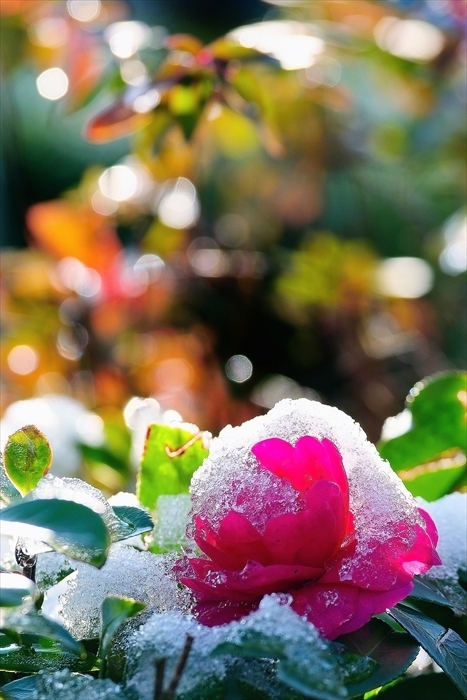 眼鏡を新調して若返りを狙っています！！: IXY-nob