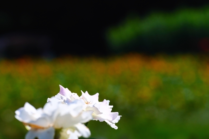 炎暑続きでもムズムズと撮影欲が湧いてしまいます！！: IXY-nob