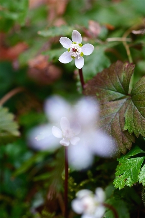 ラグビー近鉄ライナーズ、まさかのサヨナラ負け！！: IXY-nob