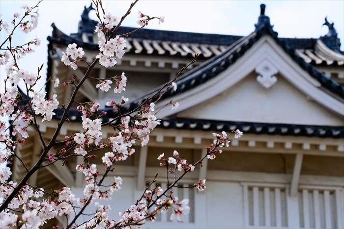 桔梗が蕾をつけました。でも、うっかり忘れてて・・！！: IXY-nob