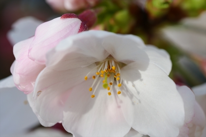 改めて義兄の冥福を祈ります！！: IXY-nob