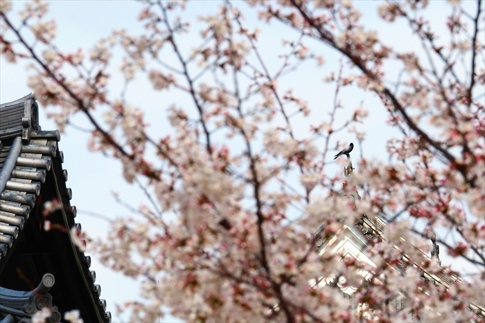 桔梗が蕾をつけました。でも、うっかり忘れてて・・！！: IXY-nob