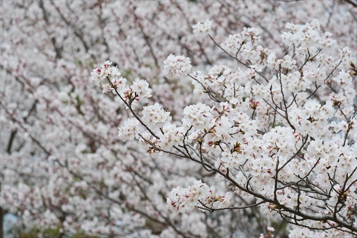 危険！今年も「夏太り注意報」発令！！: IXY-nob