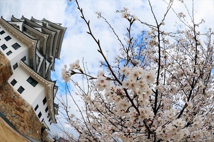 今年も黄色の元気花「ビヨウヤナギ」と「キンシバイ」が咲きました！！: IXY-nob