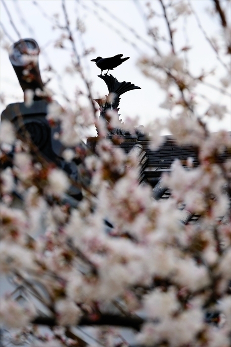 ラグビー天理大対筑波大の定期戦で関東勢の力を実感！！: IXY-nob