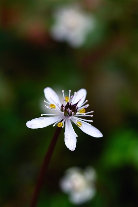 新しいスーパーは店内がきれいで品揃えもステキ！！: IXY-nob