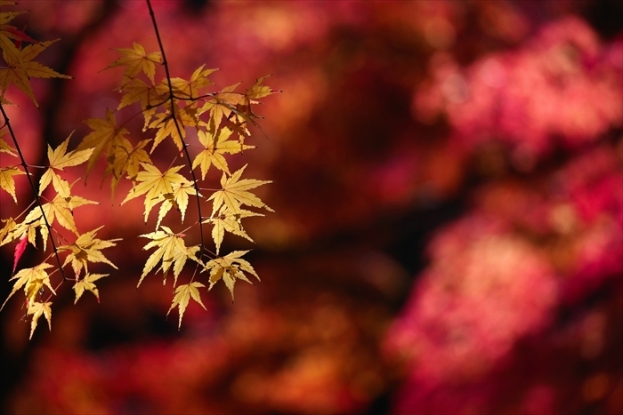 いい感じの読書用リラックスチェアをゲットしました！！: IXY-nob