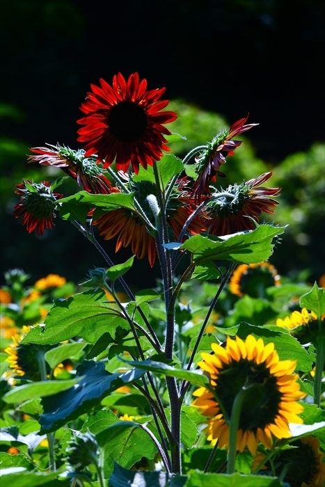 ダニに噛まれて、背中が痒い。あと何日我慢すればいいのか～～！: IXY-nob